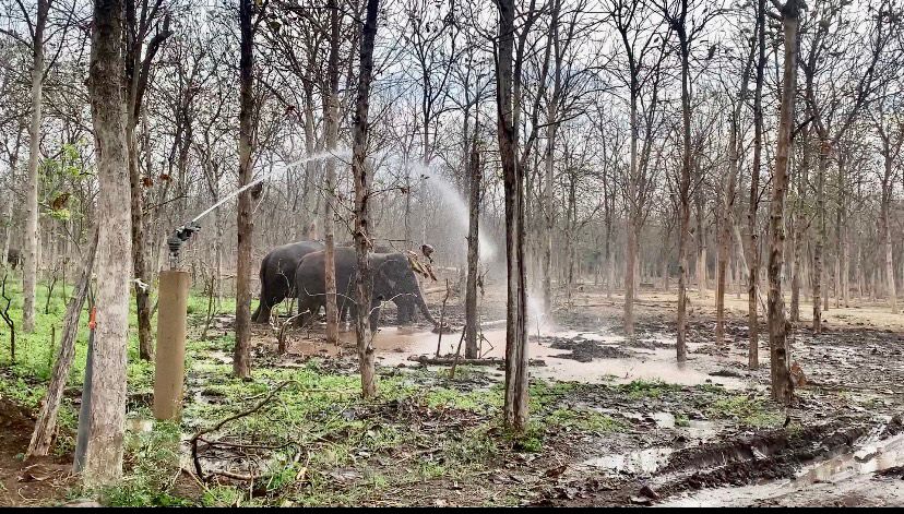 Vantara Rescue Camp : गरम तेलाचा मसाज, जॅकुझ्झी आणि नाचणीचे लाडू ...