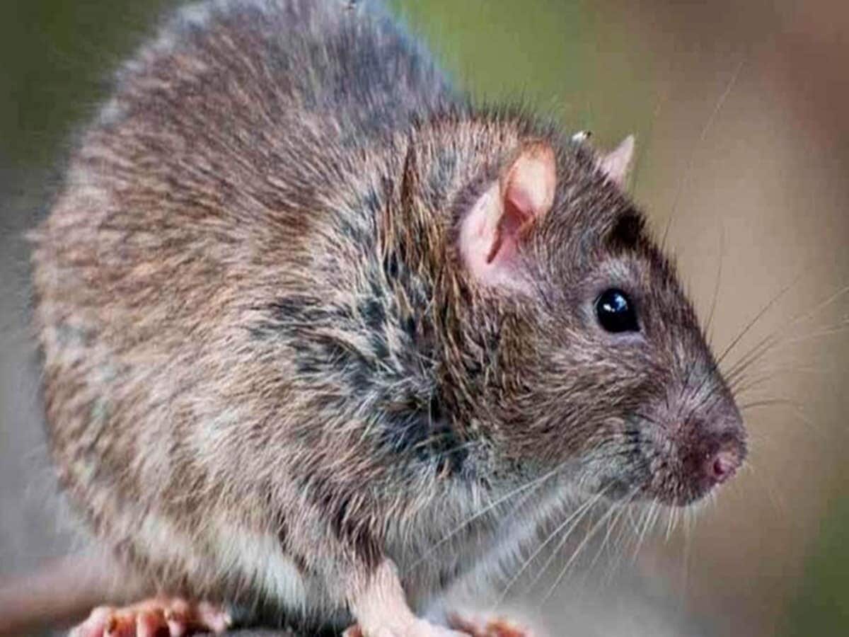 Rat Control Tips : उंदीर येतात त्याठिकाणी हे फळ ठेवा, उंदीर घरातून पळून ...