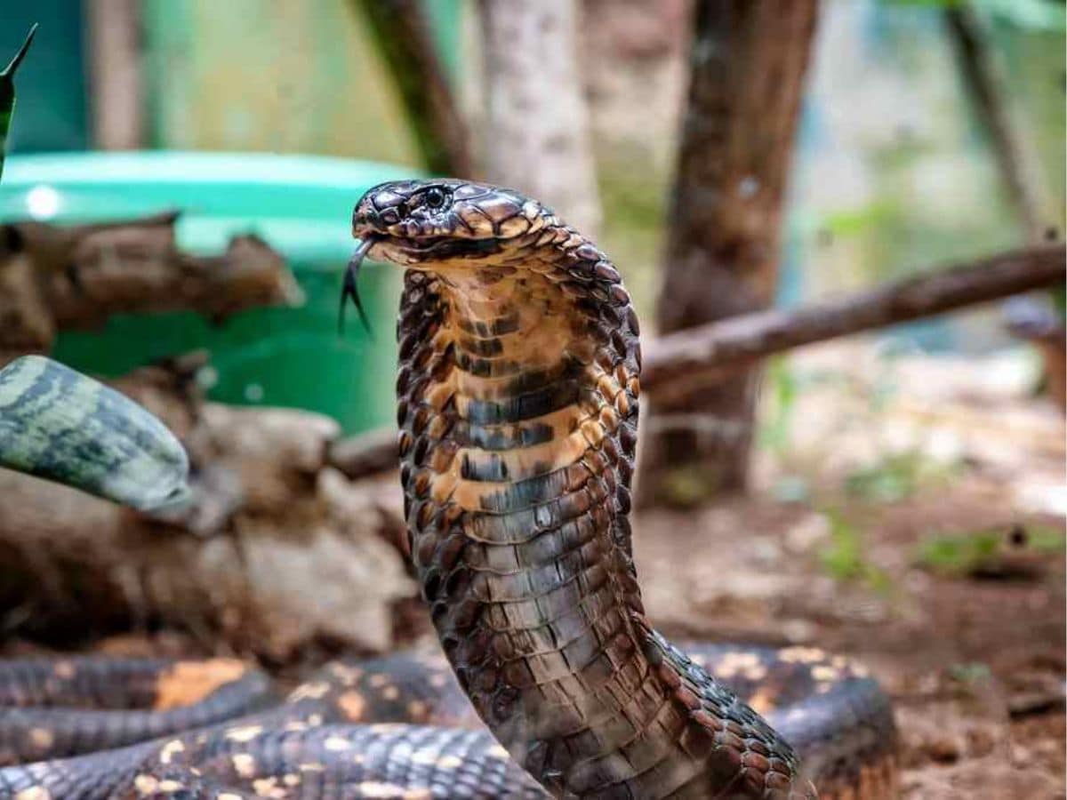 Snake Fact : नागाकडे नागमणी असतो? धक्कादायक सत्य समोर snake facts does ...