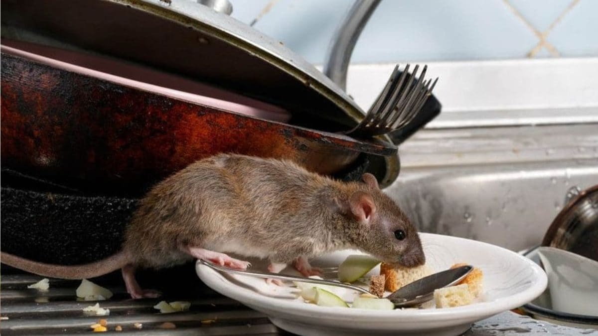 Rat Control Tips : उंदीर येतात त्याठिकाणी हे फळ ठेवा, उंदीर घरातून पळून ...