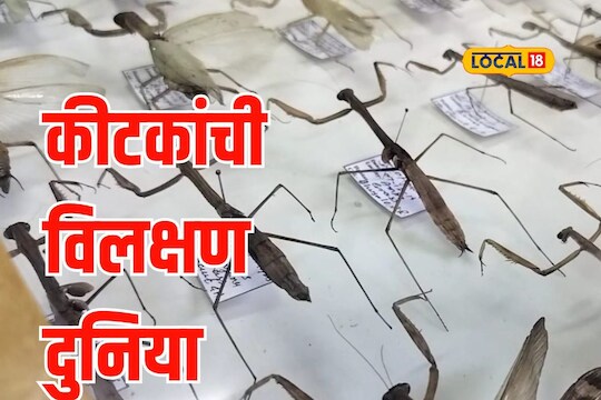 17 वर्षे जगणारा सिकाडा अन् नराला खाणारी मादी, पाहा कीटकांचं अद्भुत जग ...