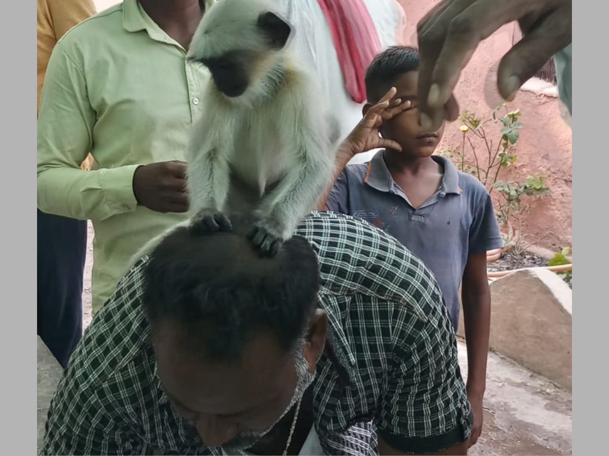 Wardha Monkey At Voting Booth : 'बजरंगबली'च्या खांद्यावर बसून मतदानाला ...