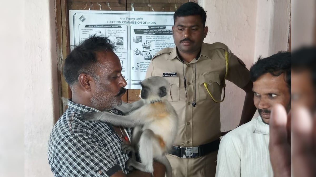 Wardha Monkey At Voting Booth : 'बजरंगबली'च्या खांद्यावर बसून मतदानाला ...