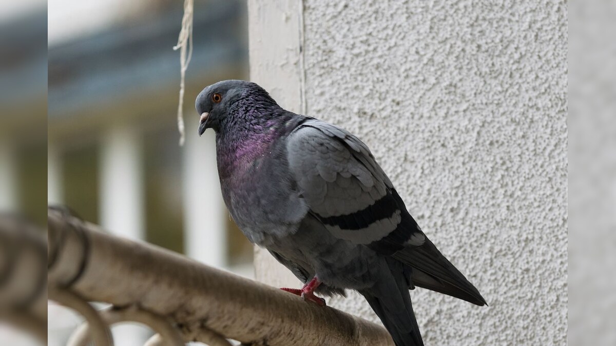 Pigeon Control Methods : बाल्कनीतील कबुतरं वेळीच घालवा, वापरा या 4 ...