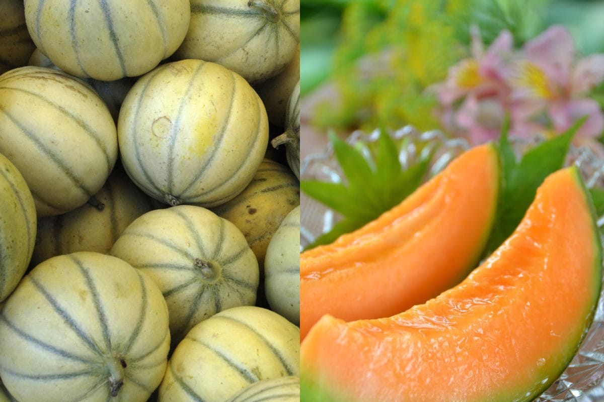 कलिंगड की खरबूज? उन्हाळ्यात कोणतं फळ डायबेटिजच्या रुग्णांसाठी फायदेशीर ...