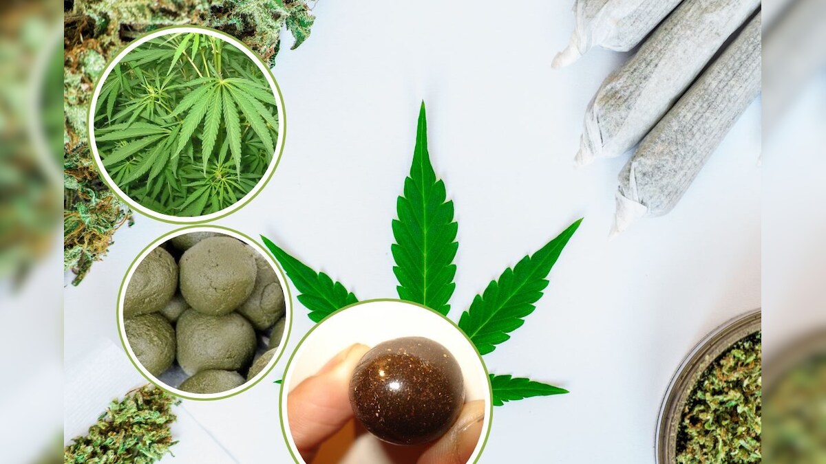 भांग, चरस, गांजा यात नेमका फरक काय? आता औषधातही वापरणार what is ...