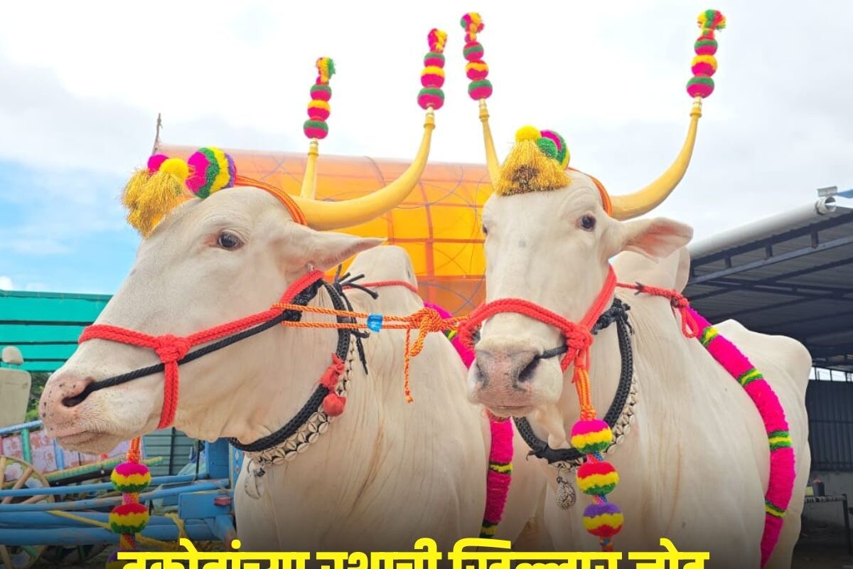 Ashadhi Wari 2024 : संत तुकाराम महाराजांच्या पालखीची खिल्लारी जोड ...