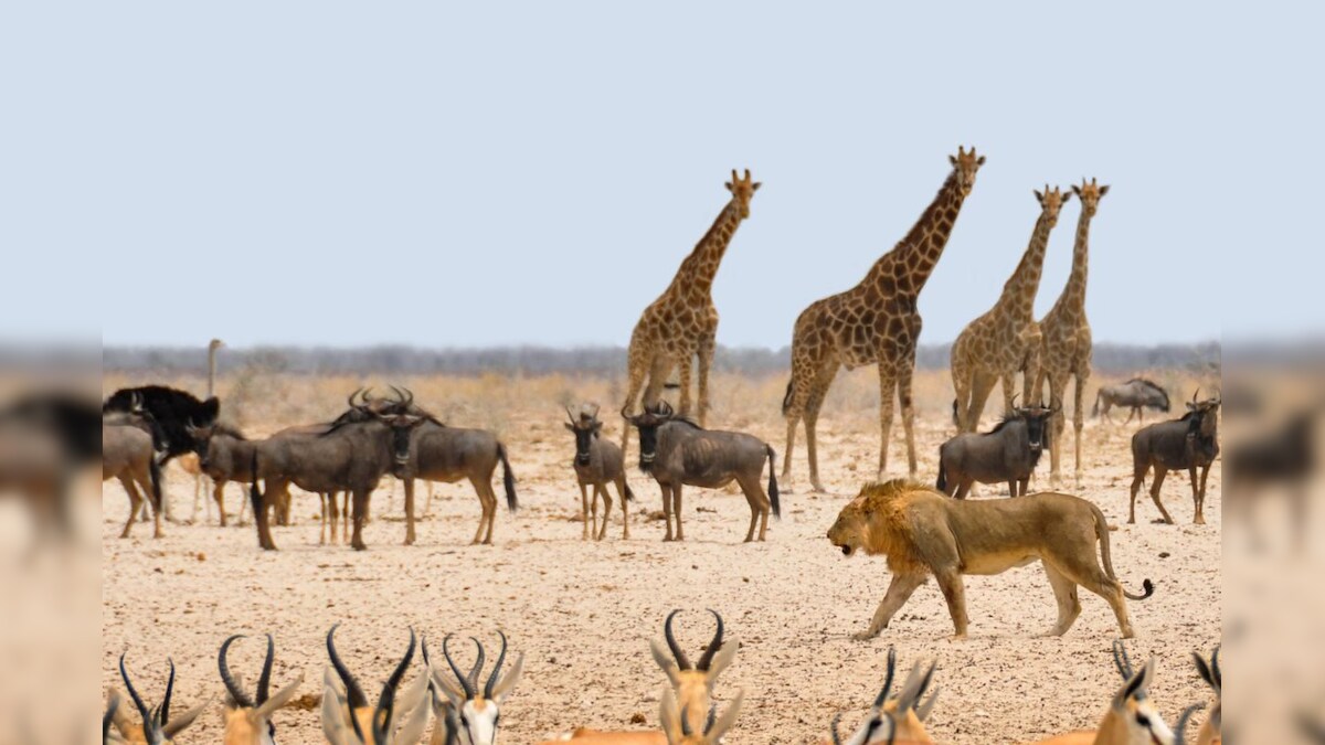 प्रेमाचा रंग नाही, 'या' प्राण्याच्या घामाचा रंग गुलाबी तुम्हाला माहितीय ...