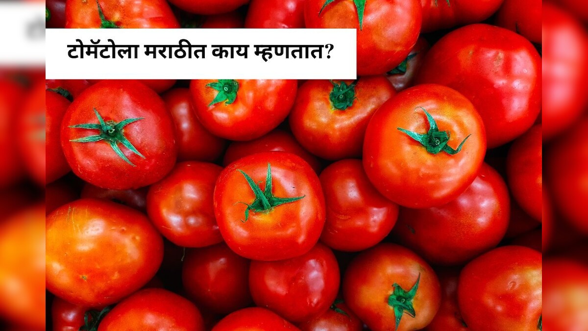 Tomato in Marathi : टोमॅटोला मराठीत काय म्हणतात? रोज खातात तरी 99 टक्के ...