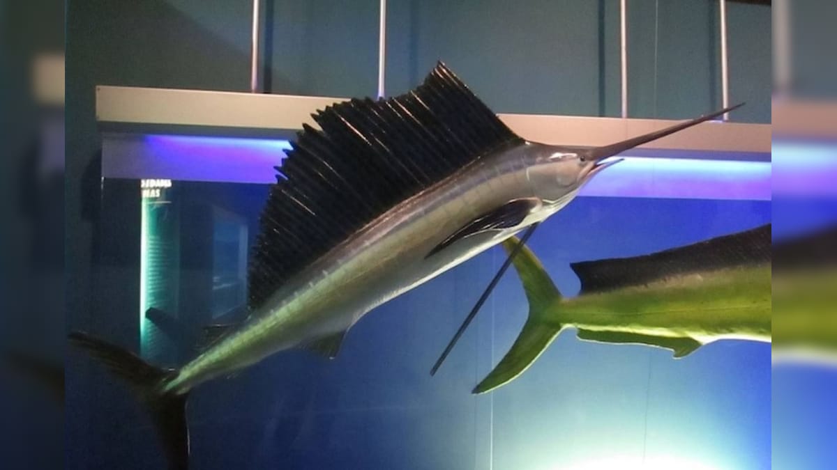 Fastest Fish : जगातला सगळ्यात जलद मासा; भाल्यासारखं लांब नाक, वार होताच ...