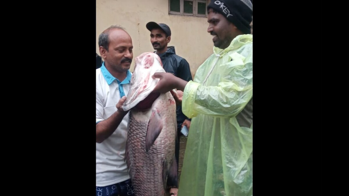 25 किलो वजन, माणसाएवढी उंची; पुराच्या पाण्यात सापडला मासा, पाहा Photo ...