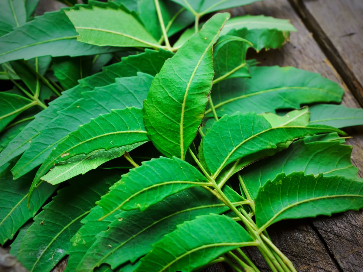 Neem Tree Leaves: రోజూ ఈ ఆకులు తినండి చాలు.. ఎలాంటి సమస్యలు ఉండవు ...