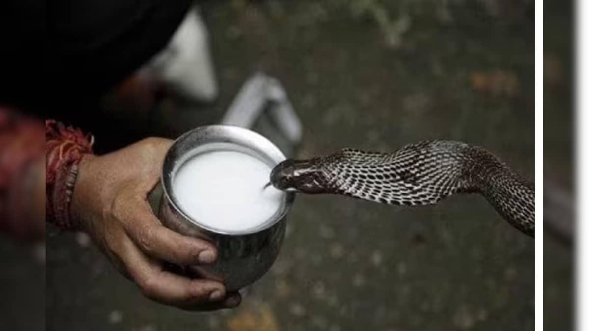 Nagpanchami : नाग दूध पित नाहीत असं म्हणतात, मग नागपंचमीला कसं पितात ...