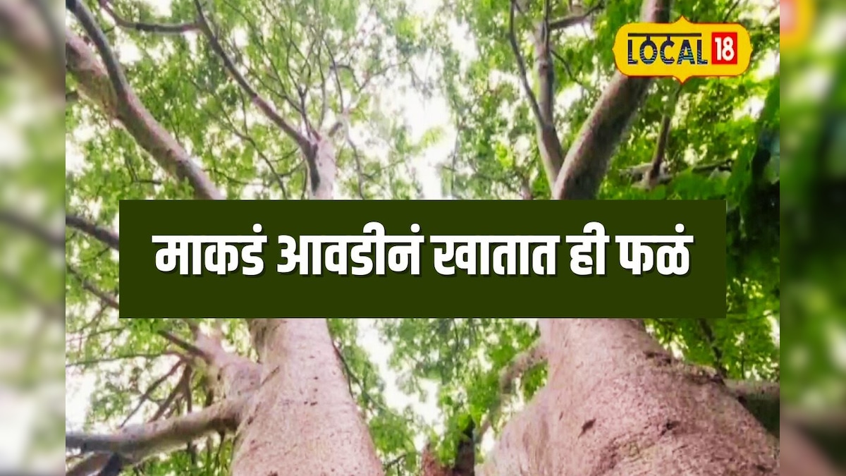 Gorakh imli tree – News18 मराठी