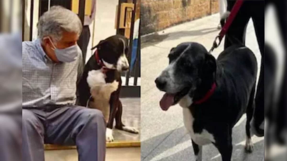 Ratan Tata Dog Goa : रतन टाटांच्या निधनानंतर लाडका श्वान गोवाचाही ...