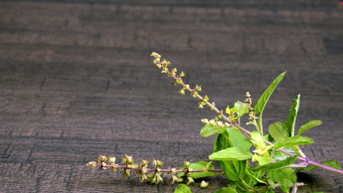 Tulsi Tips: घरच्या तुळशीला मंजिरी आल्याबरोबर कराव्या या 5 गोष्टी; सुख ...