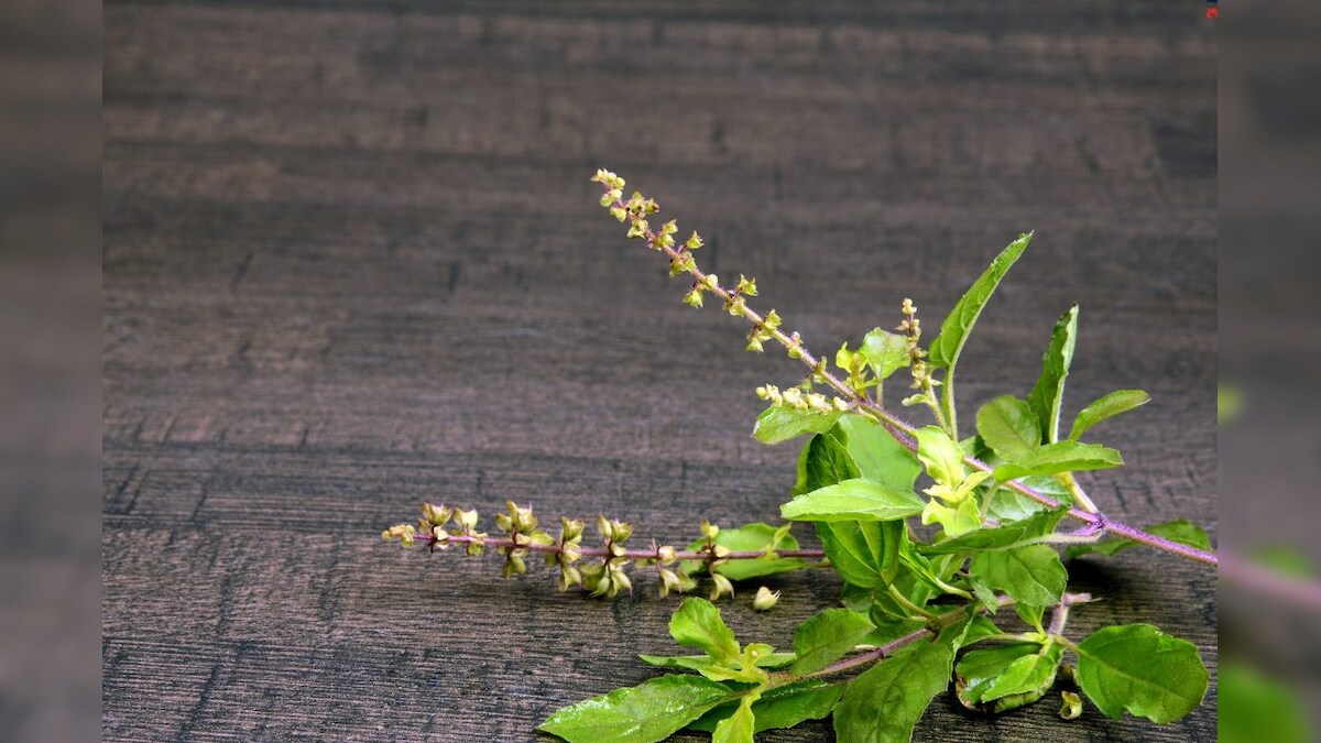 Tulsi Tips: घरच्या तुळशीला मंजिरी आल्याबरोबर कराव्या या 5 गोष्टी; सुख ...