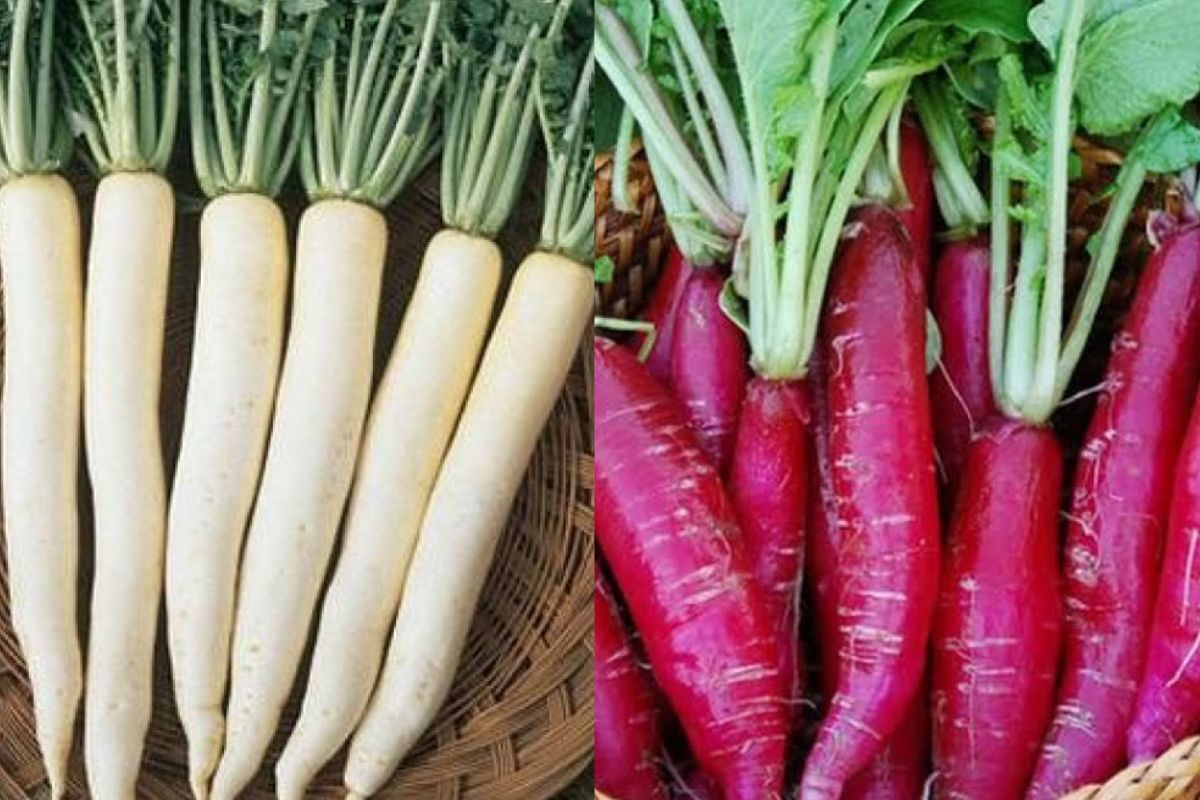 Benefits of Radish: हार्ट ॲटॅक, डायबिटीस सारख्या आजारांना दूर ठेवेल ...