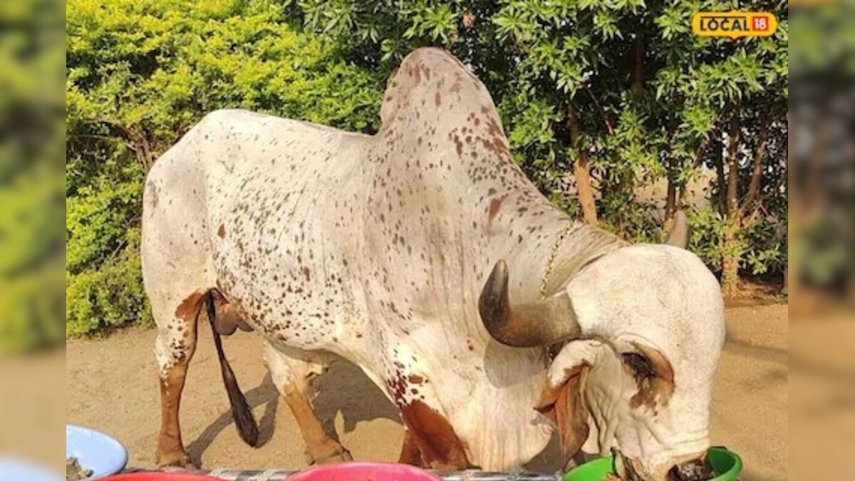 असा राज नंदी पाहिला नसेल, किंमत आहे तब्बल 16 लाख रुपये, असं काय आहे यात ...