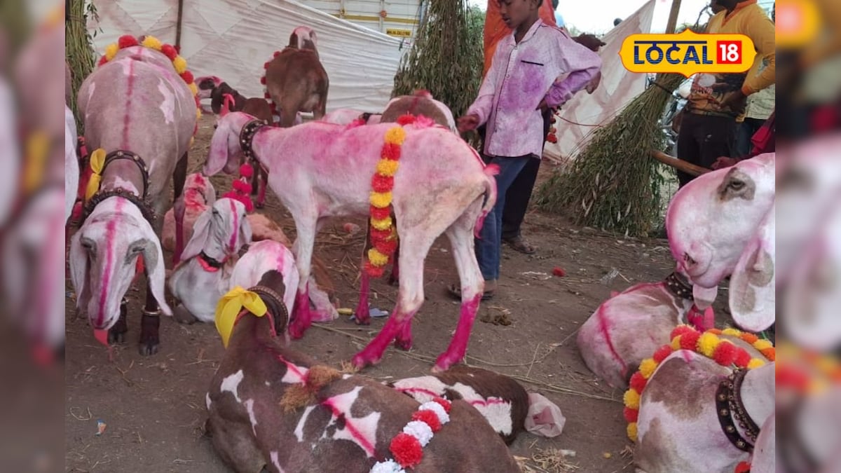 In Atpadi village of Sangli district, goats and sheep travel quite a ...