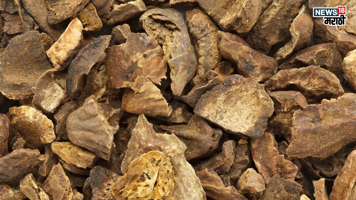 Benefits of Hirda: पृथ्वीवरचं अमृत आहे ‘हिरडा’, आरोग्यदायी हिरड्याचे ...
