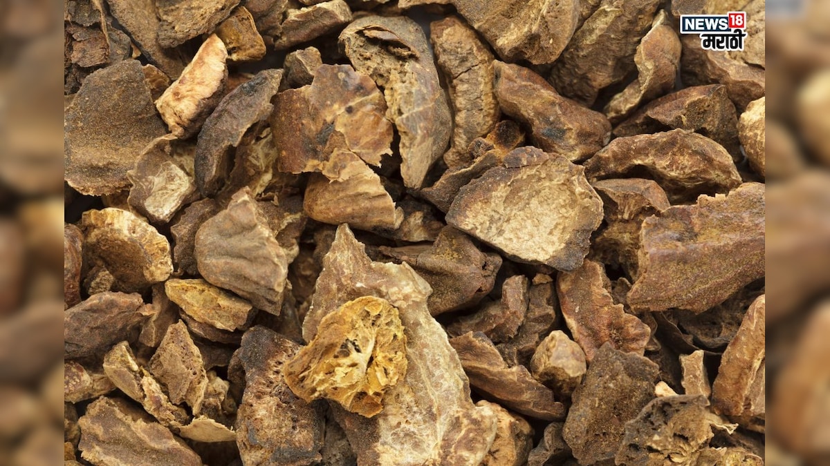 Benefits of Hirda: पृथ्वीवरचं अमृत आहे ‘हिरडा’, आरोग्यदायी हिरड्याचे ...