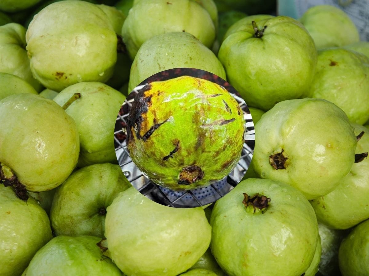 Roasted guava benefits: जाणून घ्या भाजलेल्या पेरूचे फायदे | लाइफस्टाईल ...