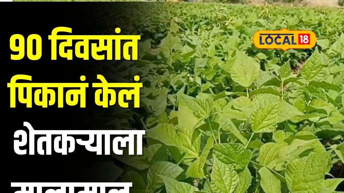 एक एकरमध्ये 90 दिवसांत 2 लाखांचा नफा, हे पीक ठरलं बीडमधील शेतकऱ्यासाठी ...