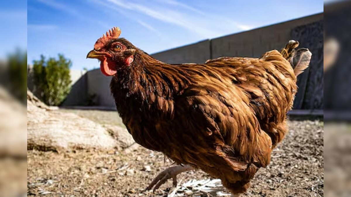 Most Expensive Chicken : जगातील सगळ्यात महाग 7 चिकन; सातव्या कोंबड्याची ...