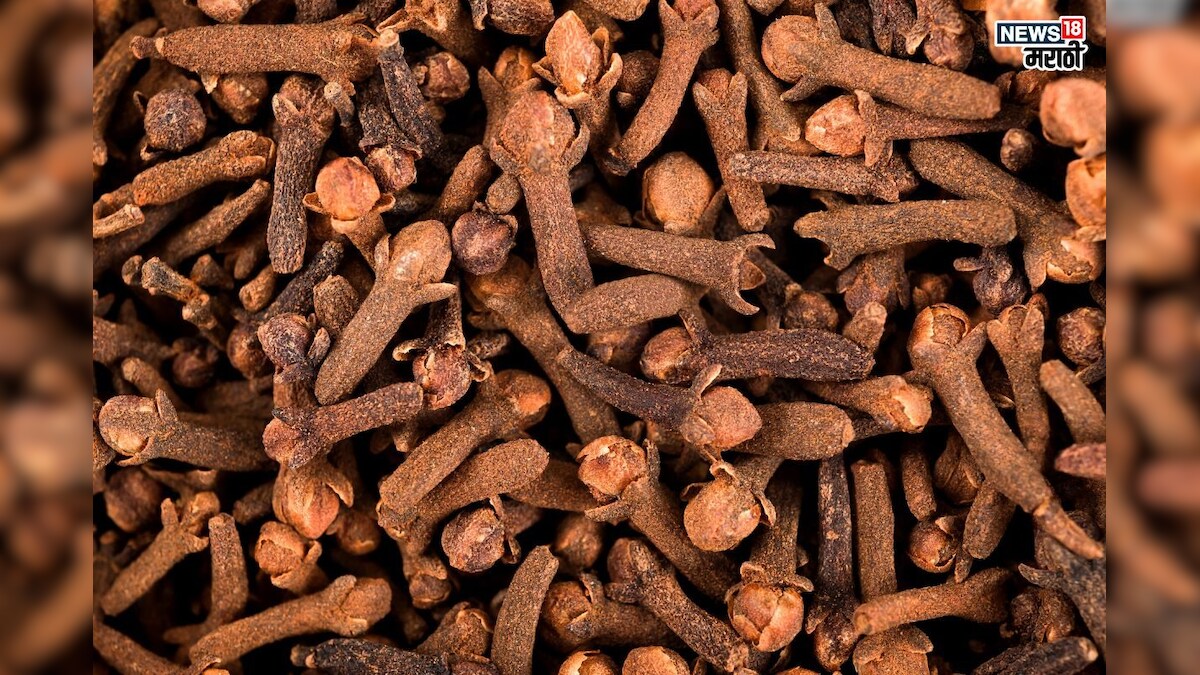 Cloves Benefits & Disadvantages: हिवाळ्यात लवंग खाणं फायद्याचं, मात्र ...