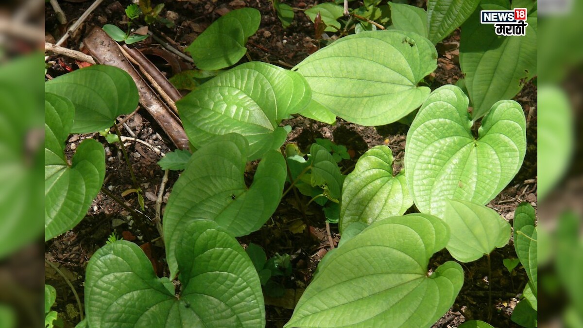 Giloy benefits and side effects: गुळवेलीचे आहेत ‘इतके’ फायदे; मात्र ‘या ...