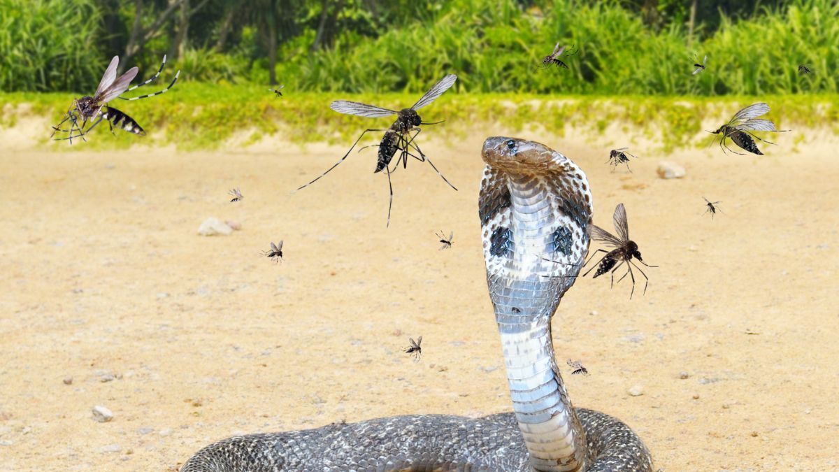 Snake Facts : आपल्याला चावतात तसे किंग कोब्रा सापालाही डास चावतात का ...