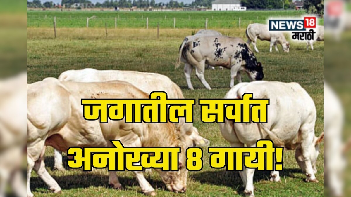 Cow Breed : जगातील सर्वात अनोख्या 8 गायी; रंगापासून ते शिंगापर्यंत ...
