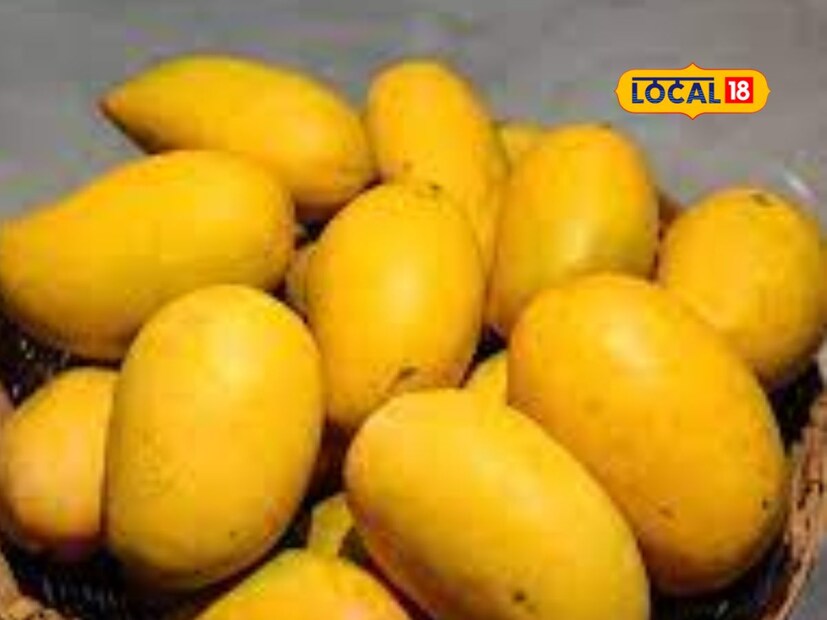 Mango : उन्हाळ्यात आंबे खाण्याचे शरिराला अनेक फायदे, पण खाण्याची योग्य ...