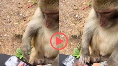 Video : जेव्हा एक माकड दुसऱ्या माकडांचा व्हिडीओ पाहातो, रिक्शन अशी की ...