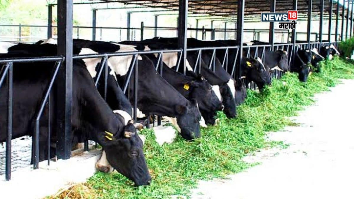 Agriculture News : दुध व्यवसाय सुरू करायचा आहे का? गोठा बांधण्यासाठी ...