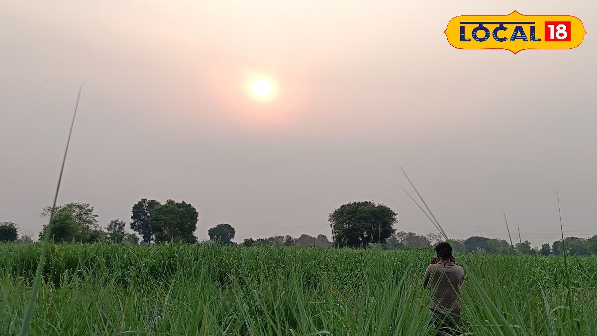 शेतकऱ्यांसाठी आशेचा किरण, ‘झिरो बजेट’ नैसर्गिक शेतीचा यशस्वी प्रयोग ...