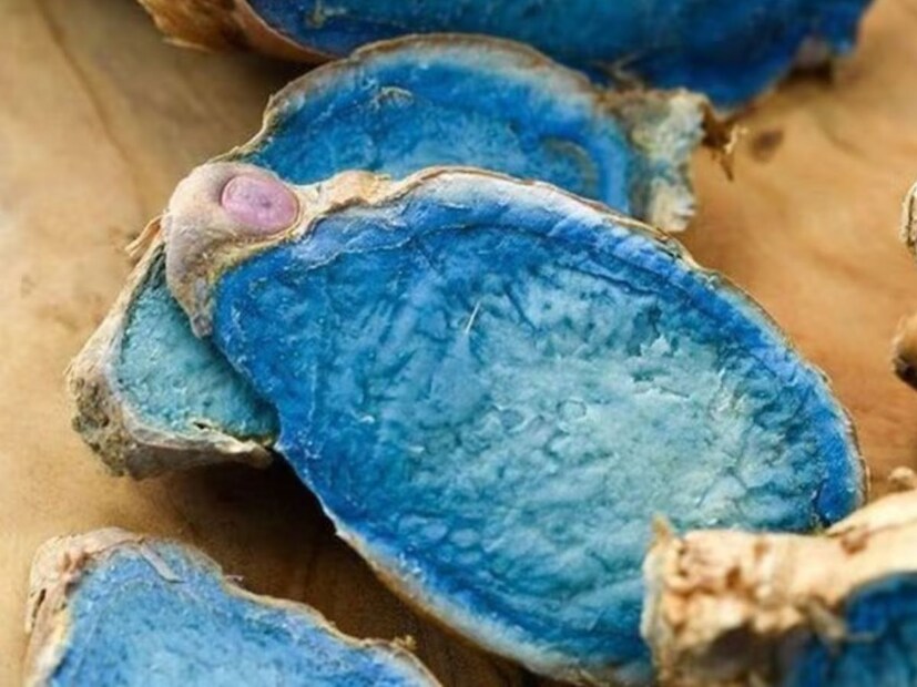 Blue Turmeric Uses : ब्लू हळद काय असते? आरोग्यासाठी संजीवनी असणाऱ्या ...