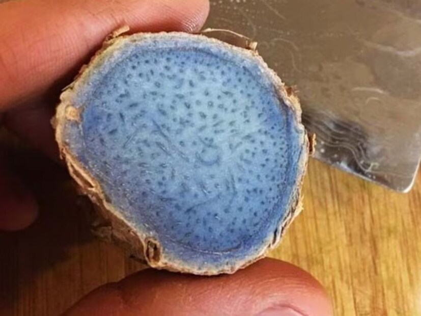 Blue Turmeric Uses : ब्लू हळद काय असते? आरोग्यासाठी संजीवनी असणाऱ्या ...
