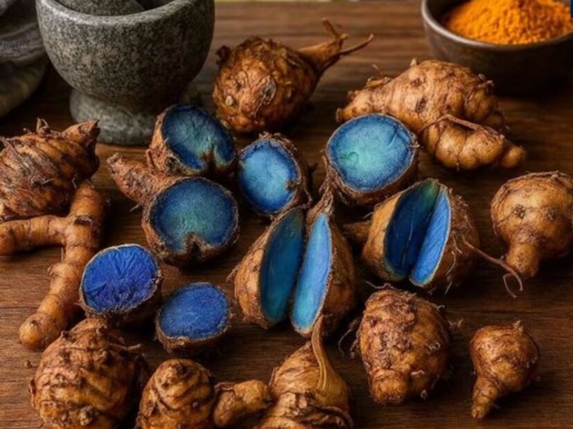 Blue Turmeric Uses : ब्लू हळद काय असते? आरोग्यासाठी संजीवनी असणाऱ्या ...