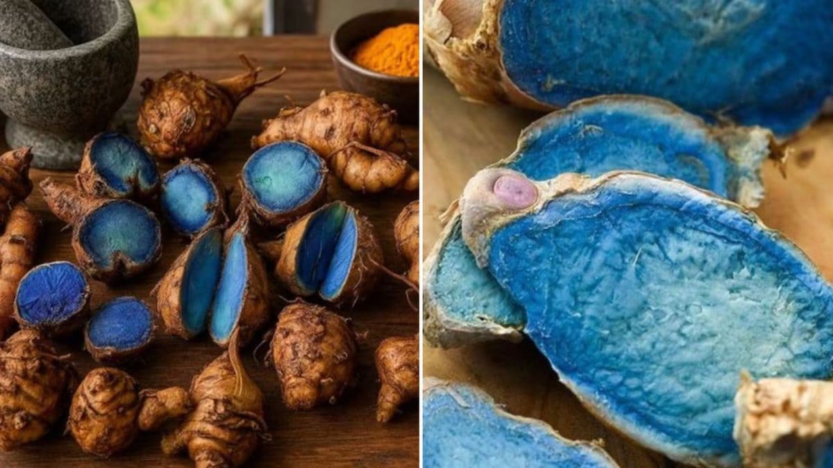Blue Turmeric Uses : ब्लू हळद काय असते? आरोग्यासाठी संजीवनी असणाऱ्या ...