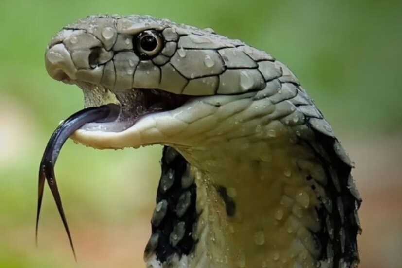 Snake Fact : एक विषारी साप दुसऱ्या विषारी सापाला चावला तर काय होतं ...