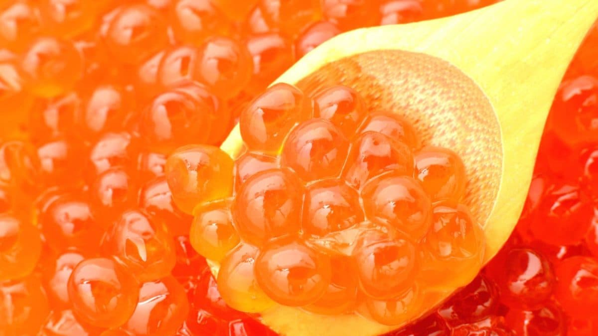 Fish Egg : फिश फ्राय खाल्ला असाल, पण कधी 'माशांची अंडी' ट्राय केलीत का ...