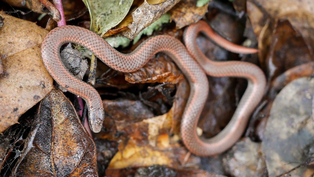 Snake Myth : सापाने शेपटीने मारलं तर माणसाचा मृत्यू होतो का? काय आहे ...