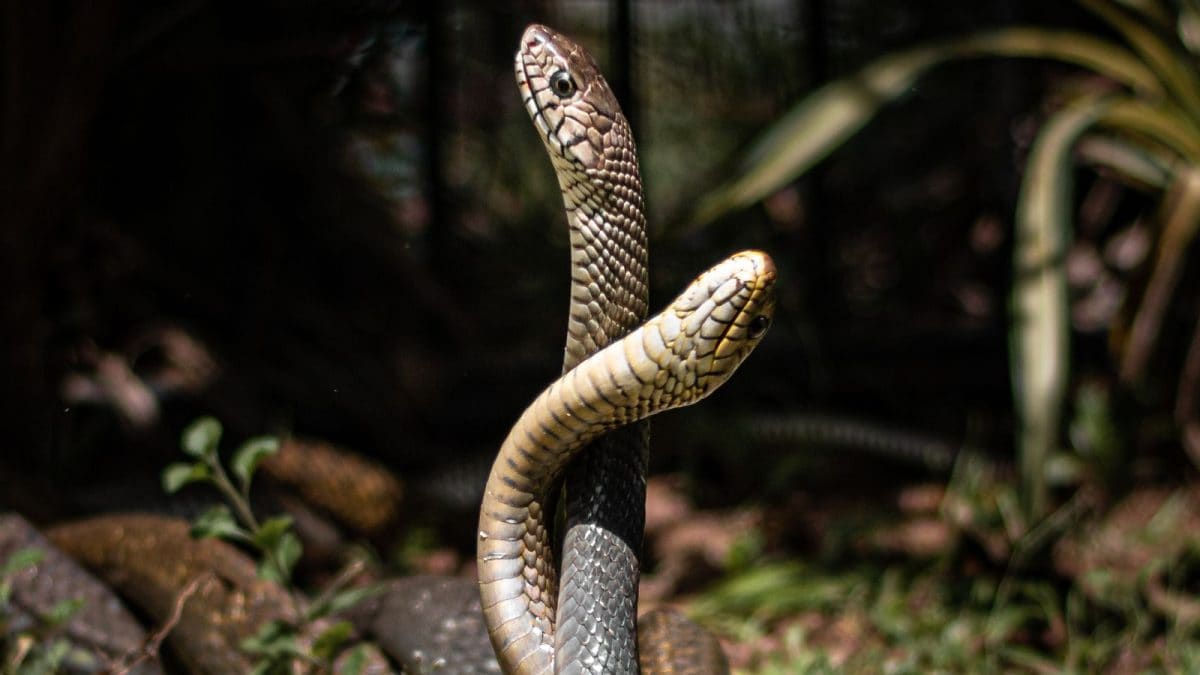 Snake Fact : एक विषारी साप दुसऱ्या विषारी सापाला चावला तर काय होतं ...