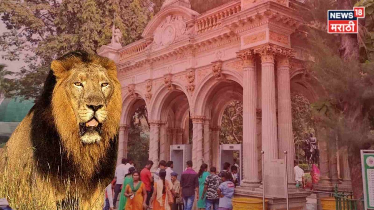 राणी बागेत कोरियन पेंग्विननंतर आता गुजरातचे सिंह! महापौर लिहिणार ...