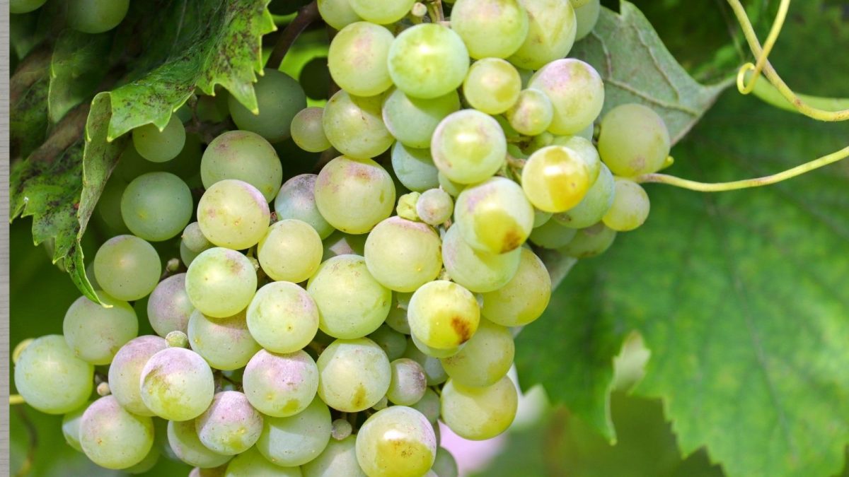 Grapes : द्राक्षावरील पांढरा थर हा नैसर्गिक मेण आहे की घातक कीटकनाशक ...