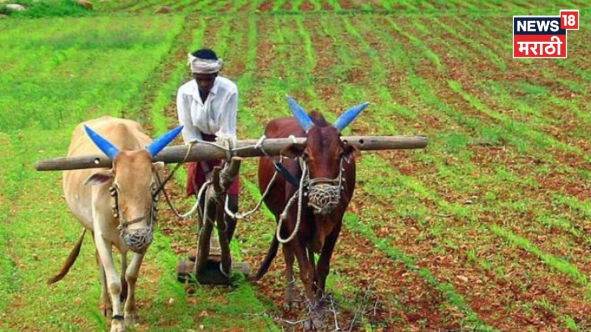 Shetkari Karjmafi : आचारसंहितेमध्ये शेतकऱ्यांची कर्जमाफी होणार की नाही ...
