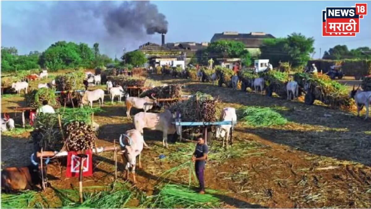 Agriculture News : शेतकऱ्यांचे ऊस बिलं थकवले! शासनाचा मोठा दणका ...