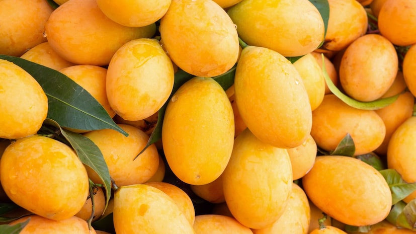 Mango Mousse Recipe : उन्हाळ्यात घरच्या घरी बनवा रेस्टॉरंटसारखा मँगो ...
